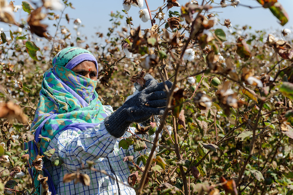 Profits up for farmers in Primark’s sustainable cotton programme