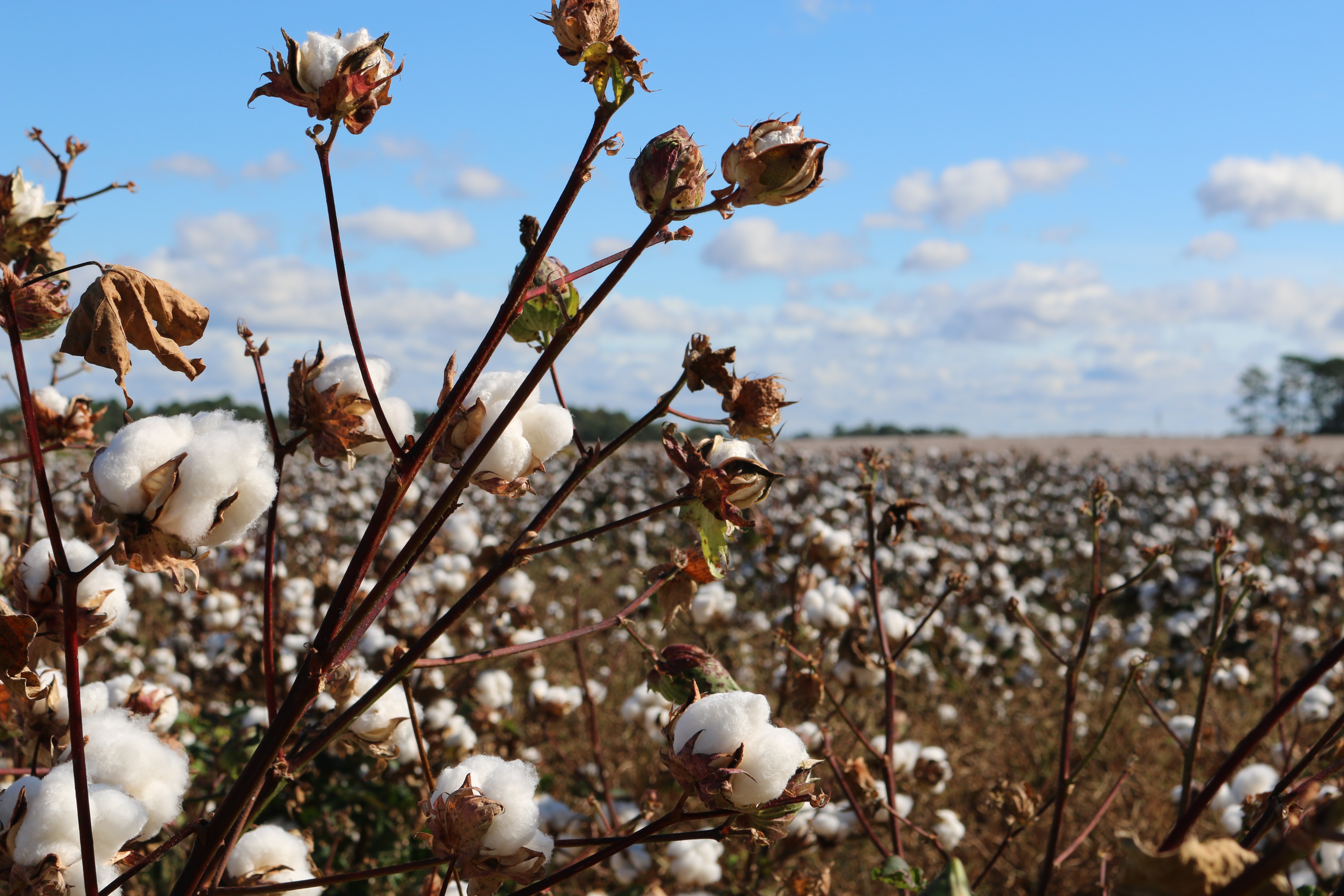 What makes cotton sustainable?