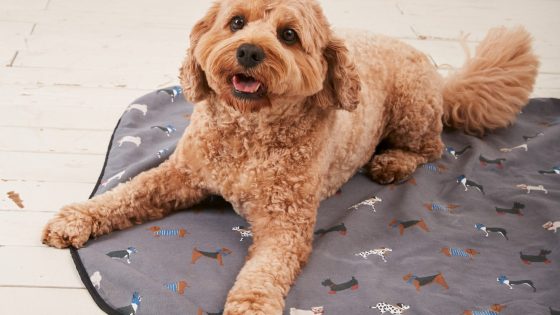 First look: Fat Face launches pets range