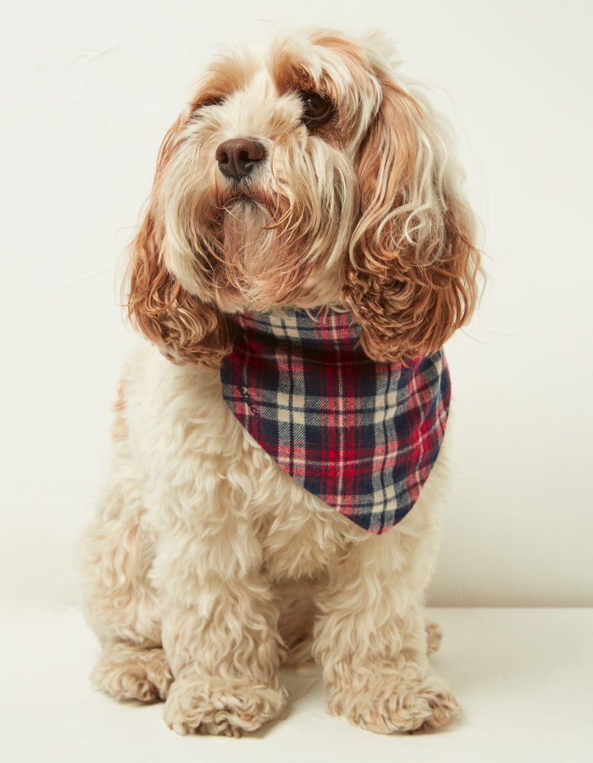 First look: Fat Face launches pets range