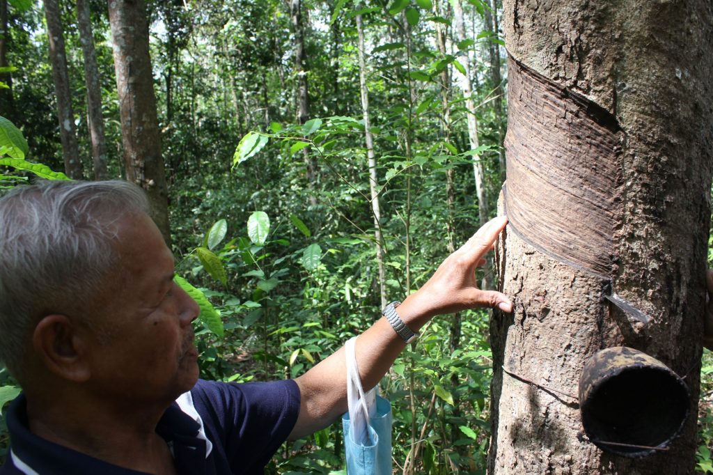 Step inside Timberland's award-winning regenerative projects