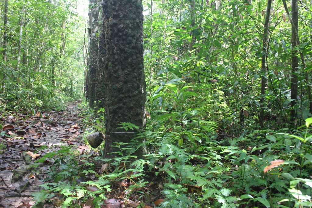 Step inside Timberland's award-winning regenerative projects