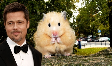 Top 10: Architecture for pets