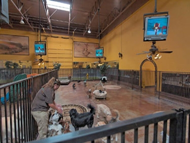 Top 10: Architecture for pets - part two