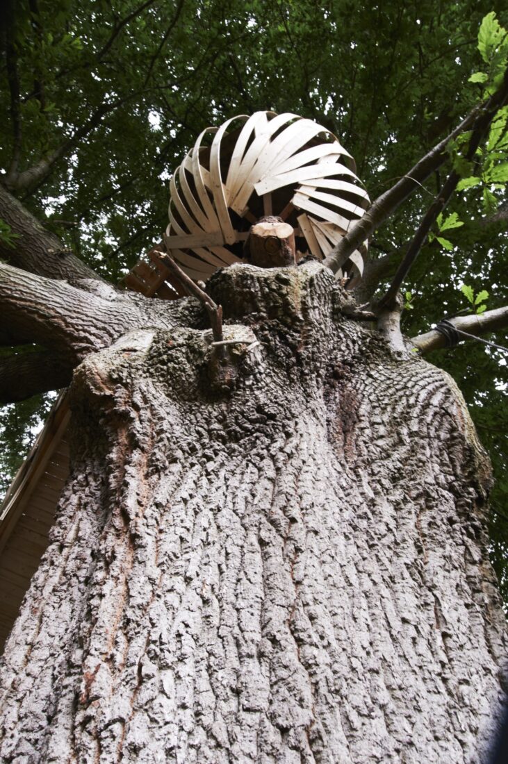Jerry Tate completes Dartmoor treehouse