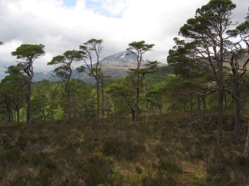 Scotland's Forestry Commission launches framework agreement