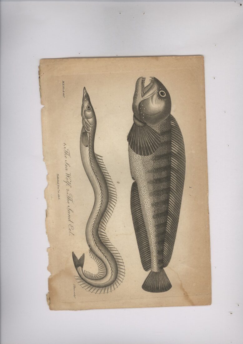 UK and international firms float redevelopment visions for Poplar