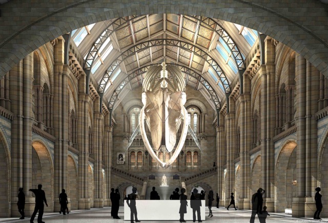 ‘Save Dippy’ campaign begins as Casson Mann reveals museum revamp