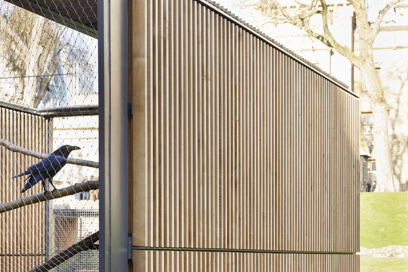 Llowarch Llowarch creates new home for Tower of London ravens