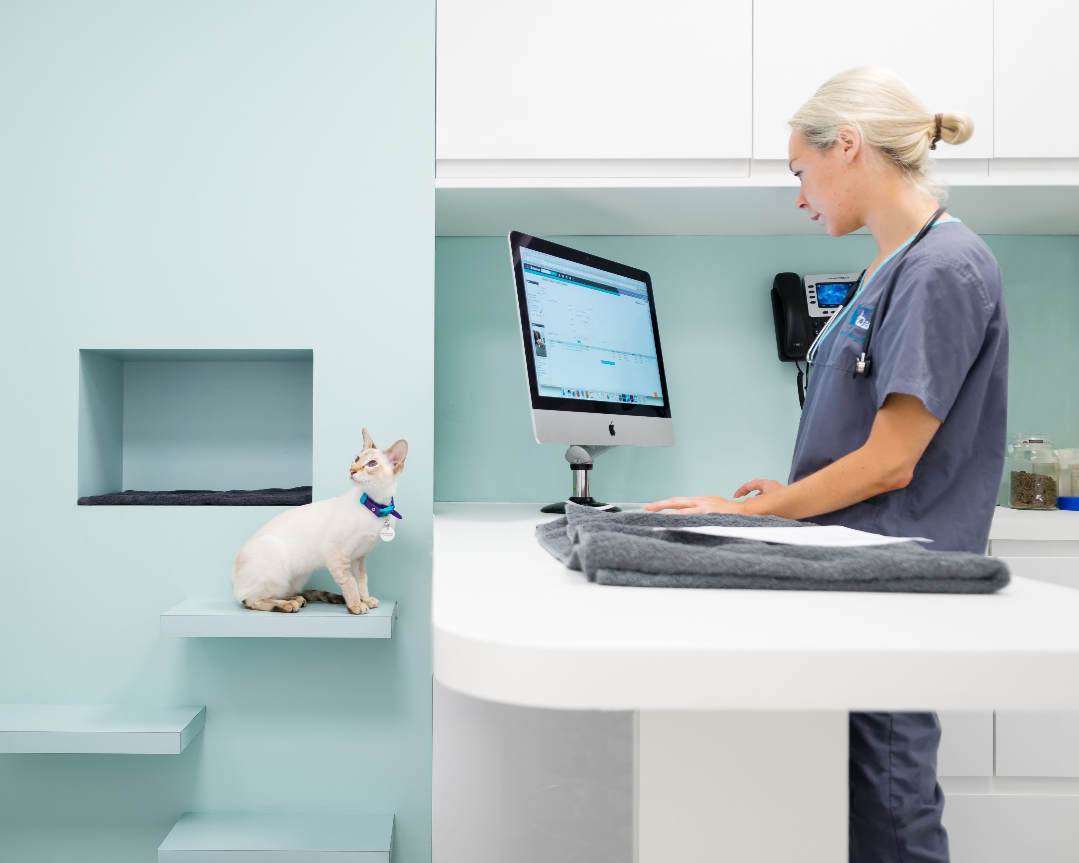 Feline functionalism: Gort Scott completes London Cat Clinic