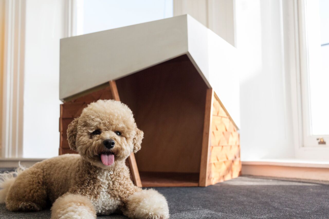 Architect-designed kennels go on display
