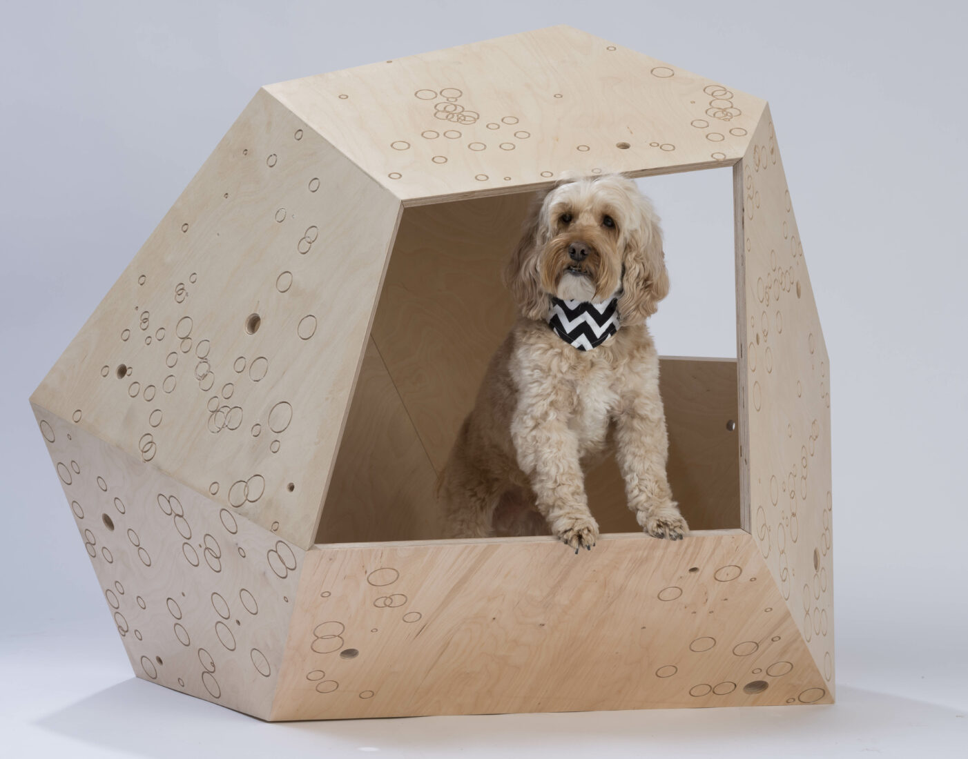Architect-designed kennels go on display