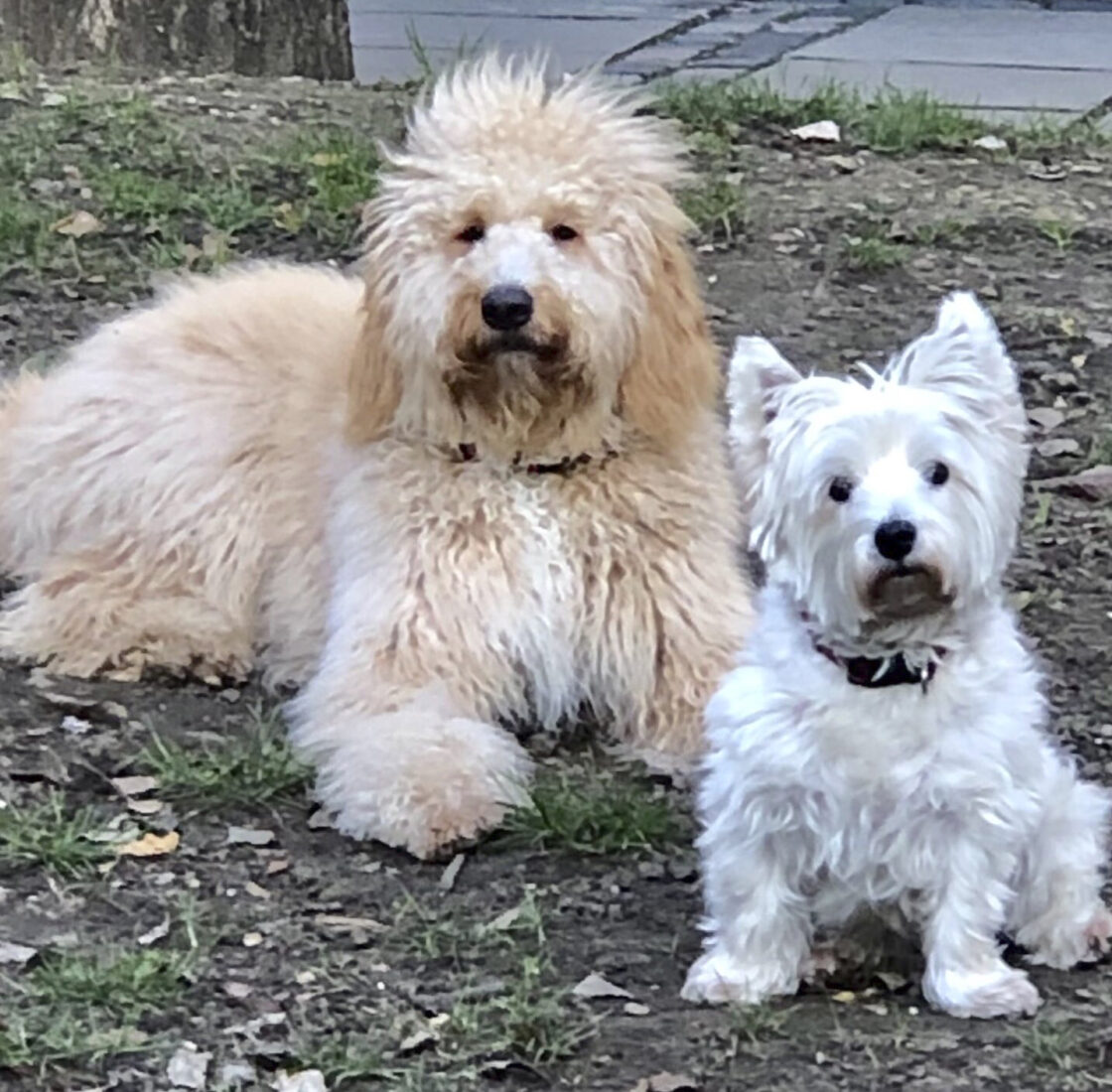 Astragal: Top dogs of architecture