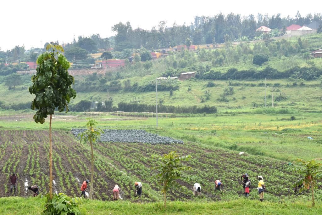 Competition: Green City Kigali, Rwanda