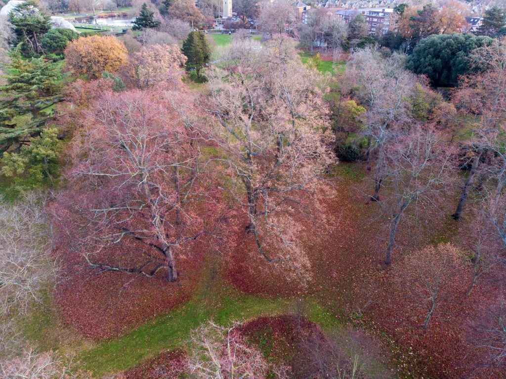 AJ exclusive: Finalists revealed in Kew treehouse contest