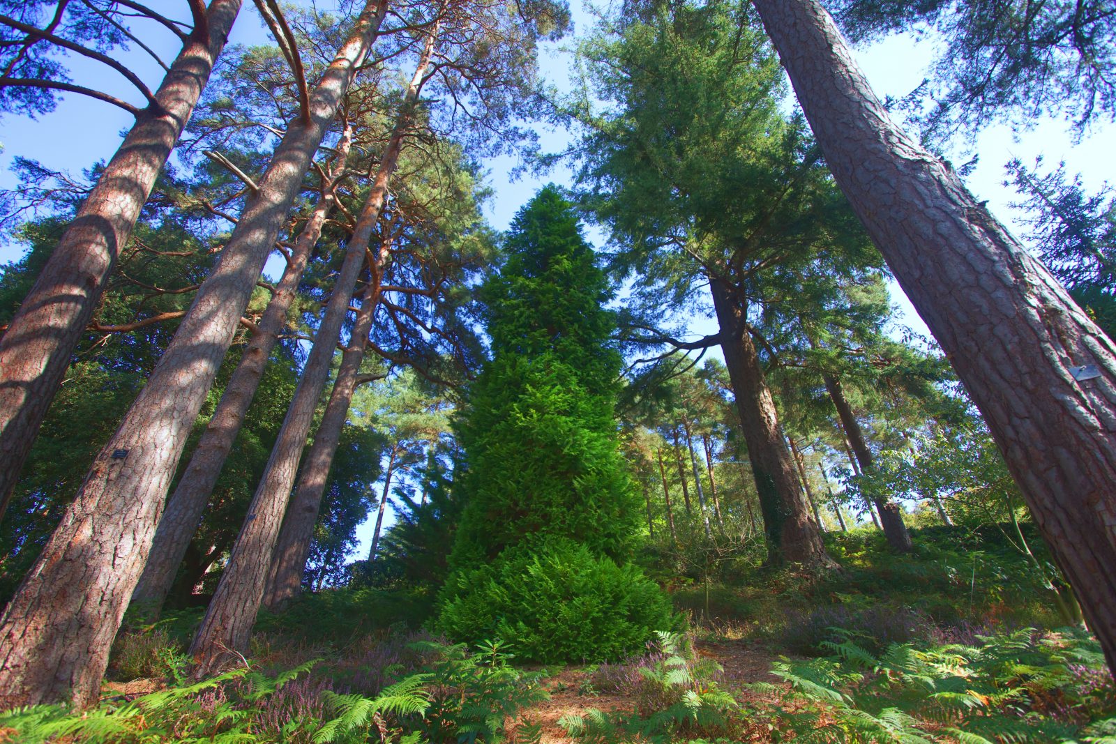 Bedgebury National Pinetum
