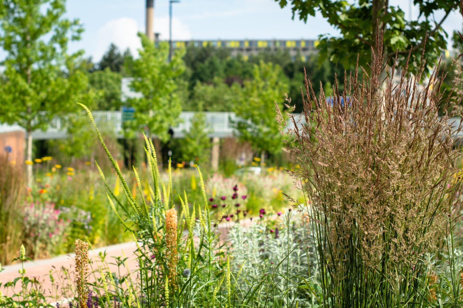 Grey to Green: Sheffield’s transformational flood defence scheme