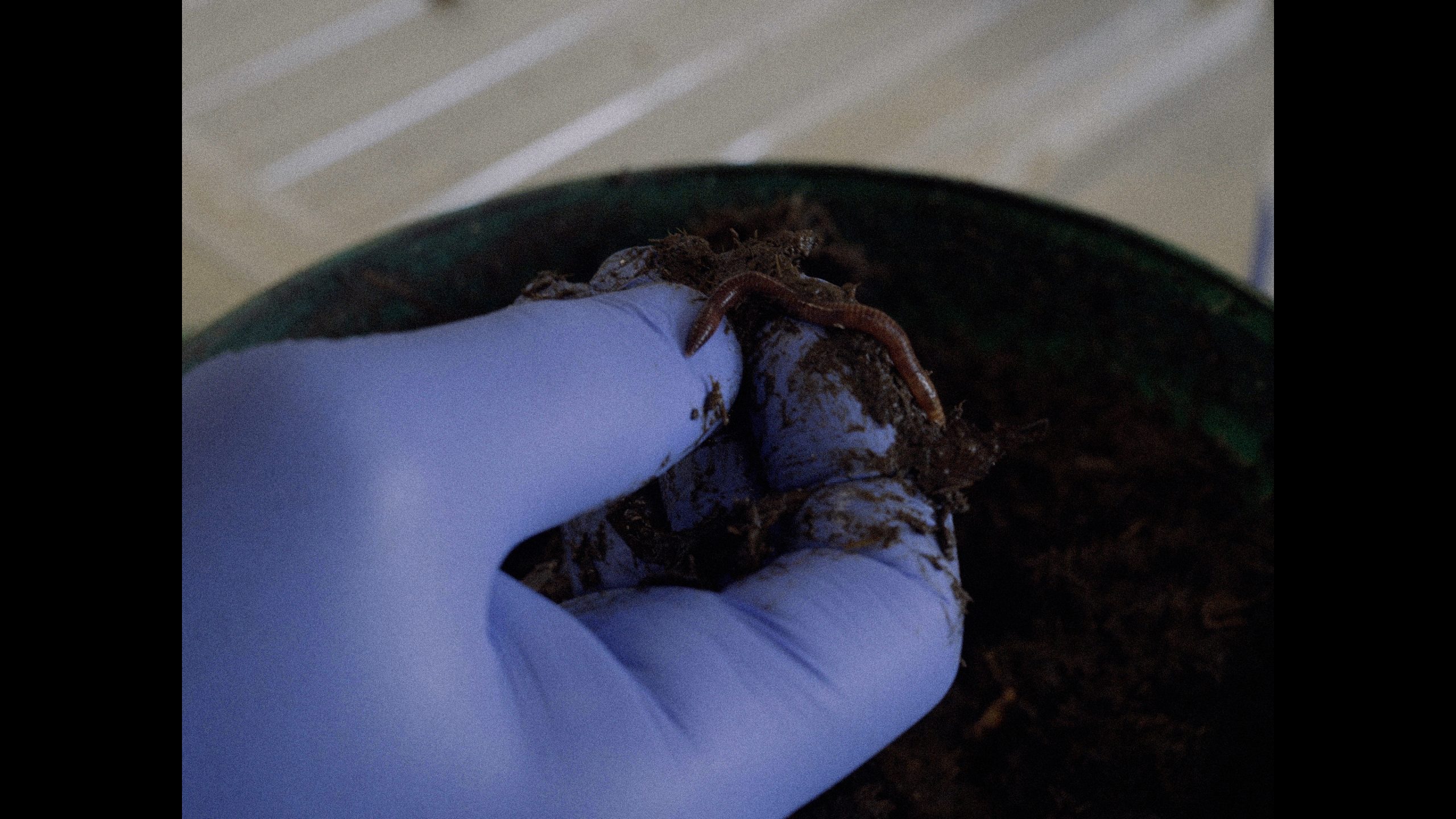 Down to Earth: exploring soil at Somerset House